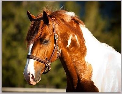 Chestnut Tovero Horse